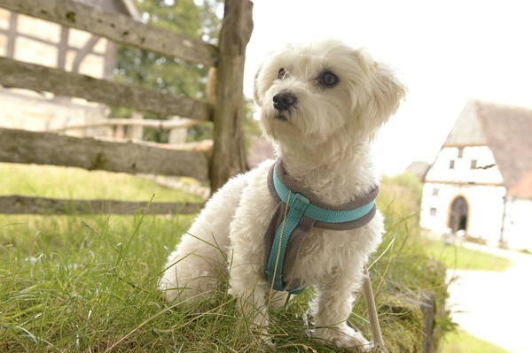 LWL | Hunde im Museum - LWL-Museum Hellerlecht | Detmold